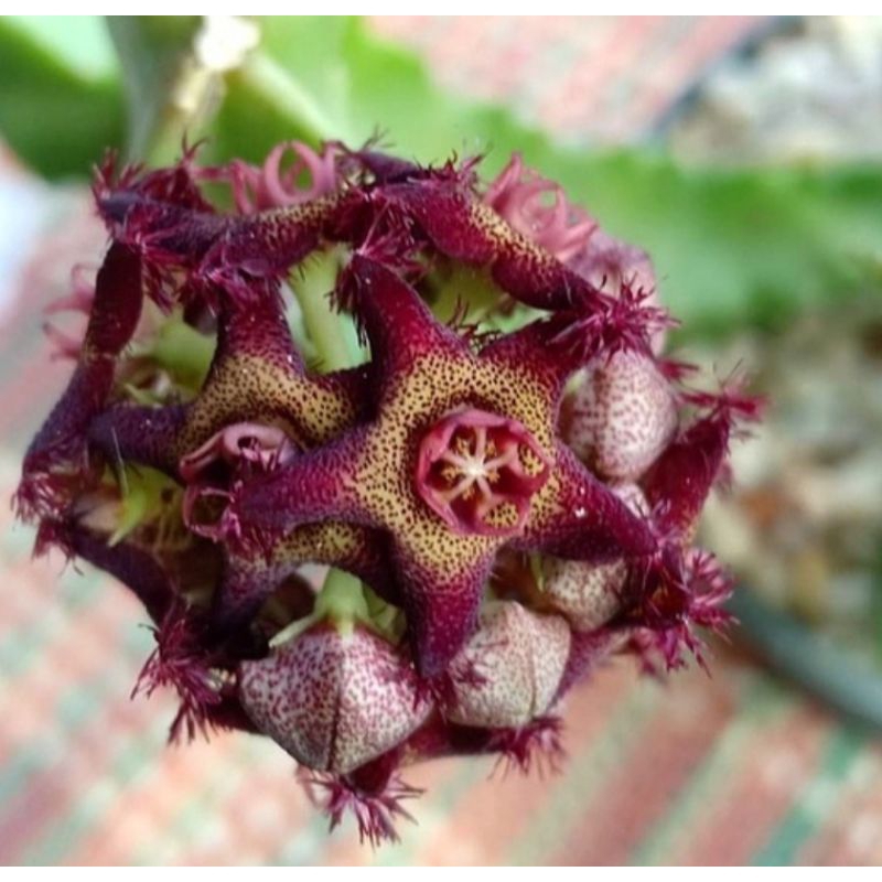 [5.5cm pot]- Caralluma Foetida 箩藦科 “ 唐 人棒 ” (常年开花）ready stock | Shopee ...