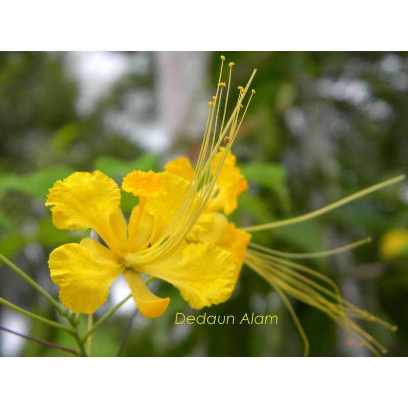 Anak Pokok Semarak Api Kuning / Pokok Bunga Merak / Flame of the Forest ...
