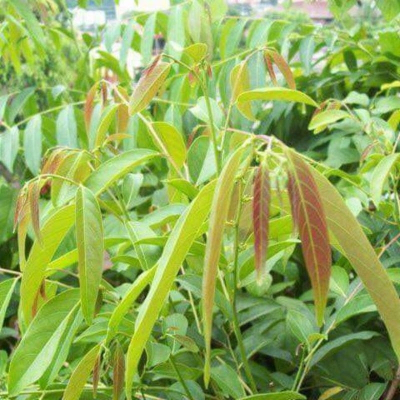 Lemak Ketam pokok ulam | Shopee Malaysia