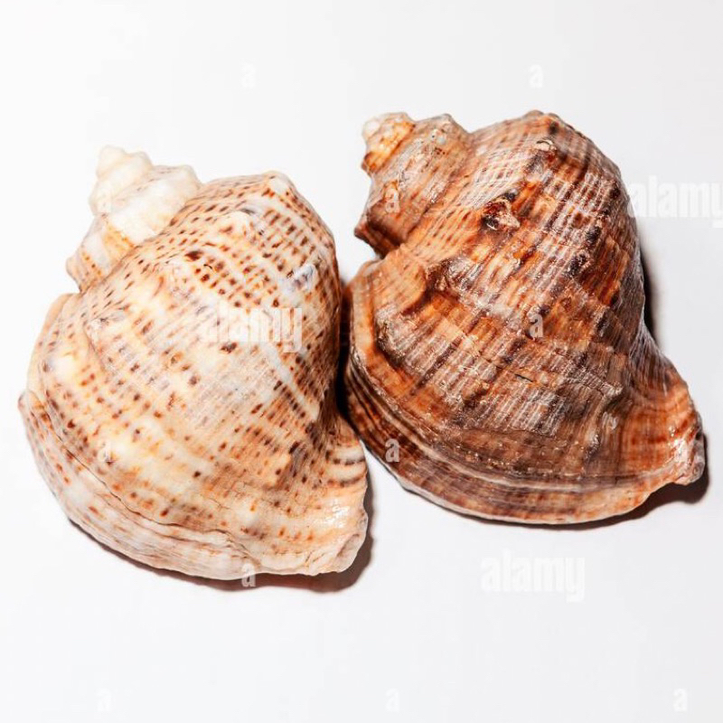 Hermit Crab Shell Rapana Venosa XXL Size Hermit Crab | Shopee Malaysia
