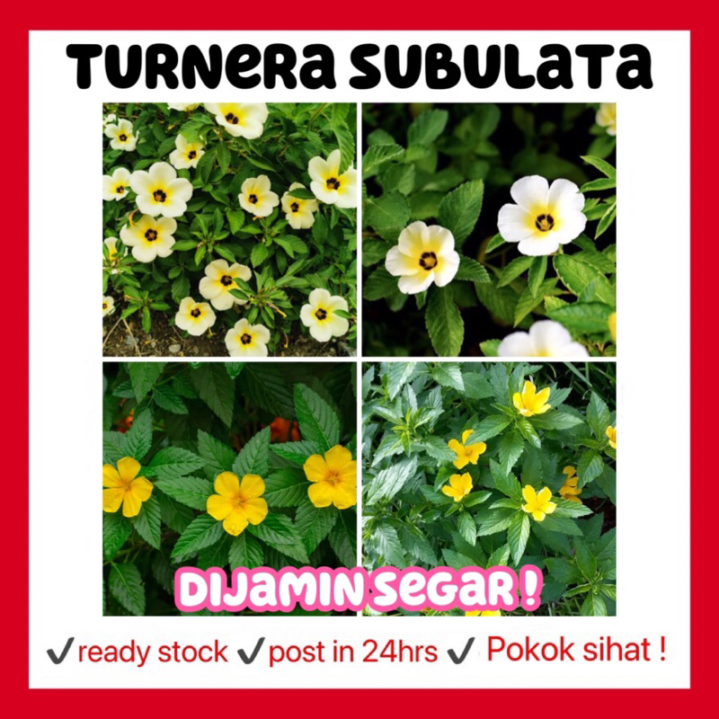 RINA • turnera subulata • pokok pukul 10 bunga pukul papan lidah kucing ...