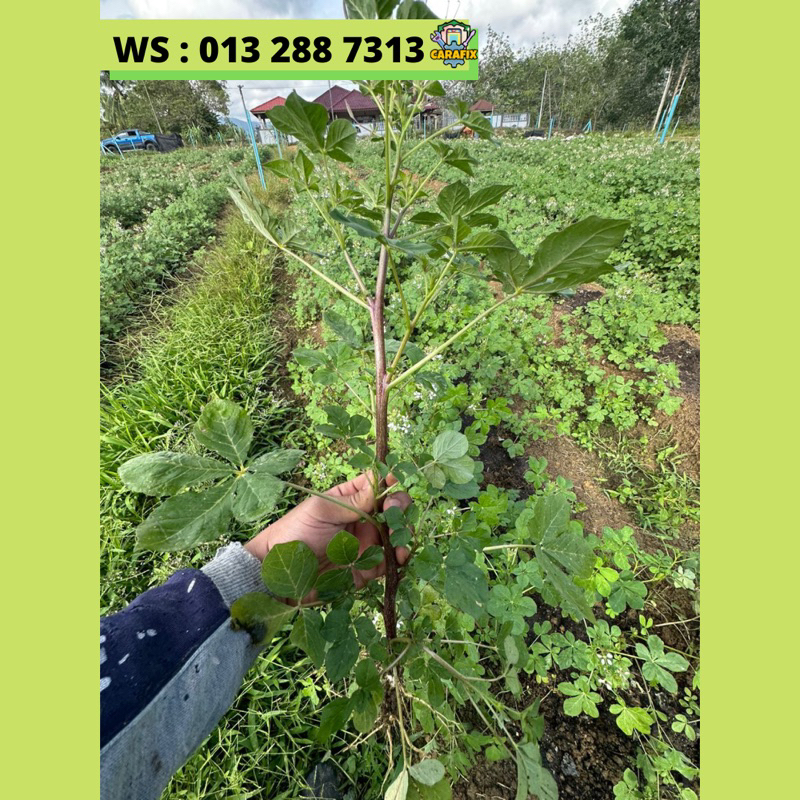 (BUY 5 FREE 1) ± 500 SEEDS/SUDU BENIH SAYUR MAMAN / RENDANG MAMAN ...