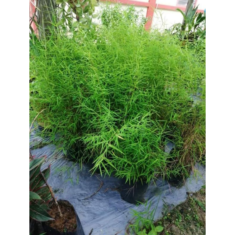 pokok buluh perindu / pokok hiasan /outdoor plant | Shopee Malaysia