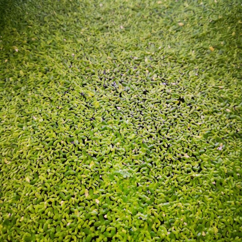 Duckweed (Pokok Air) | Shopee Malaysia