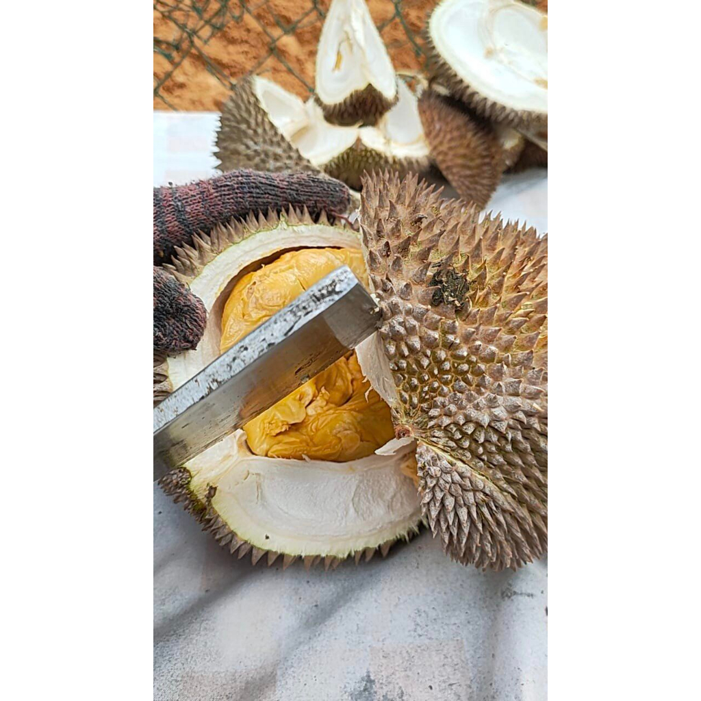 ANAK BENIH DURIAN KLON RARE ISTIMEWA D172 | Shopee Malaysia