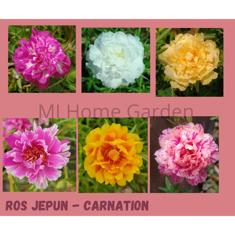 Keratan bunga ros jepun Carnation --7 keratan RM2 only | Shopee Malaysia