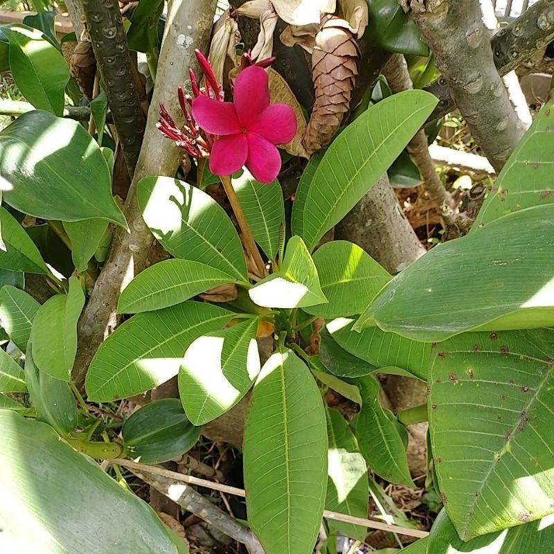 60 TO 80 CM TALL FRANGIPANI PLANTS WITH ROOTS . PROMOTION: FOC EXTRA 3 ...