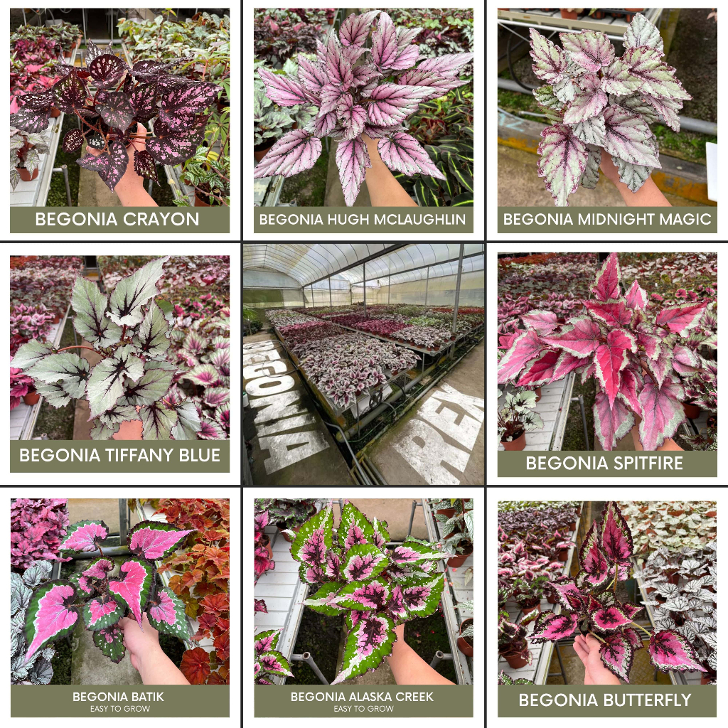 【UnclePot】Begonia Rex Pot set 2 秋海棠 (2shoots1pot) (Live plants)(indoor ...