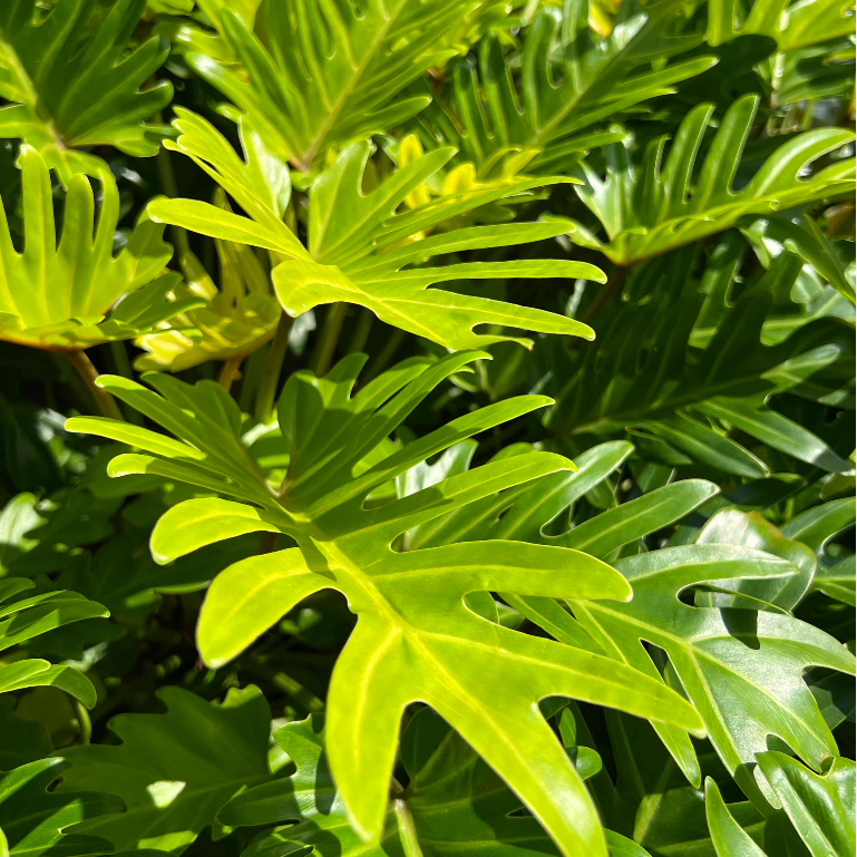 Philodedron Zanadu Golden/Gold philodendron/Neon philo/Indoor house ...