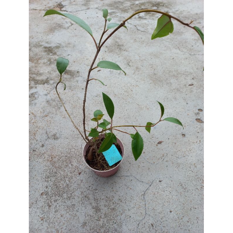 pokok raja satong(pokok hidup) | Shopee Malaysia