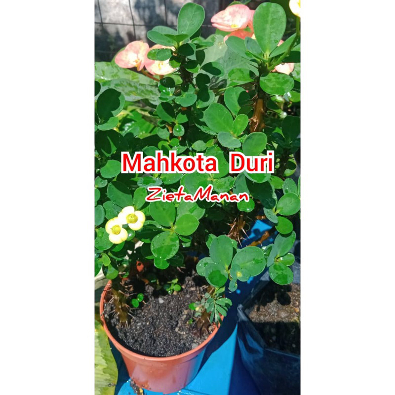 Pokok mahkota duri(bunga kecil) | Shopee Malaysia