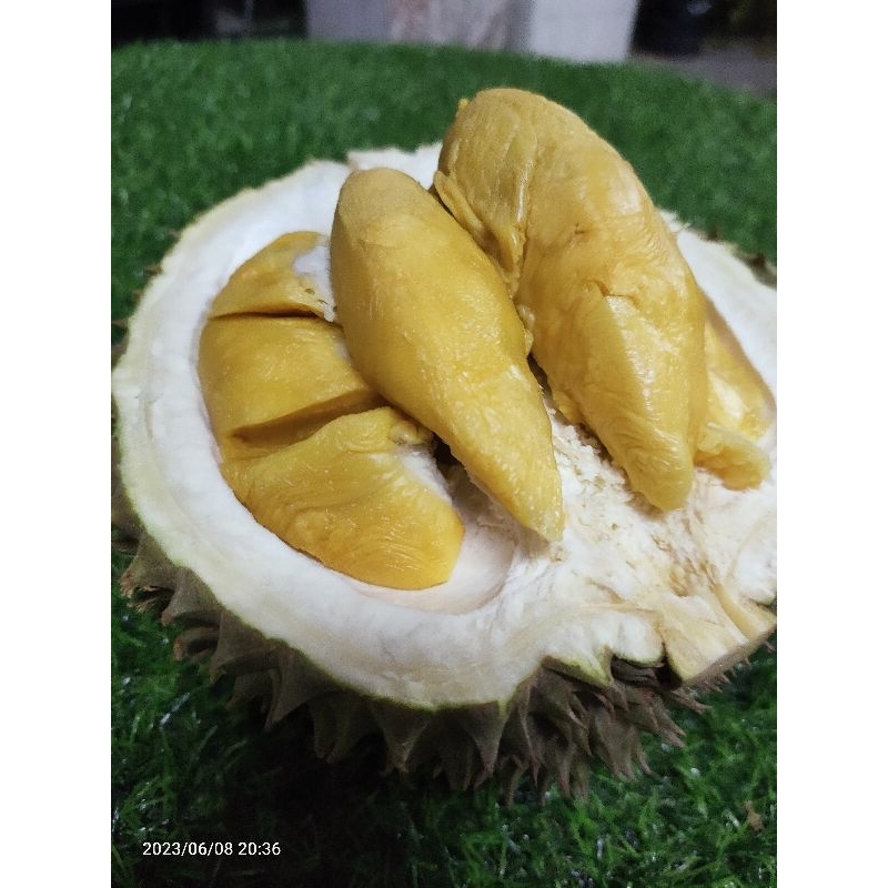 ANAK BENIH POKOK DURIAN KLON PELANGAI SUPER | Shopee Malaysia