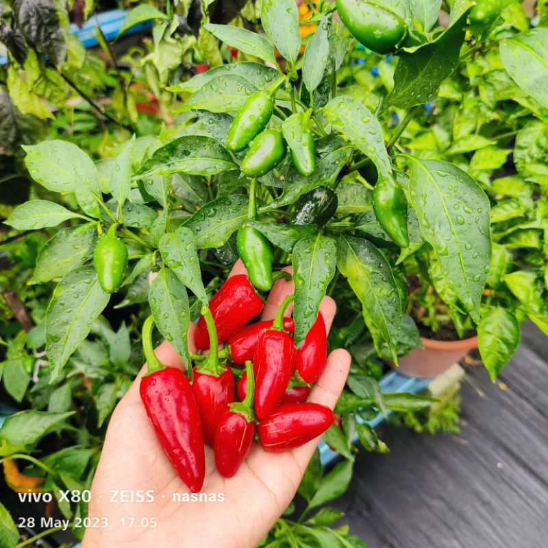Benih Cili Pepper Jalapeno 18pcs Chili Seeds Chilli Seed Vege | Shopee ...