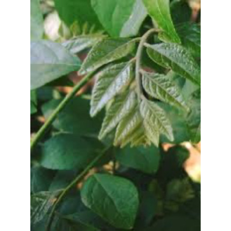 Anak Pokok Cemumar / Pokok Ulam | Shopee Malaysia