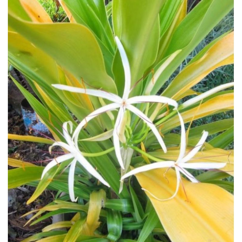 Crinum xanthophyllum. Golden-leaf Crinum-Lily Anak pokok Bakung Emas ...