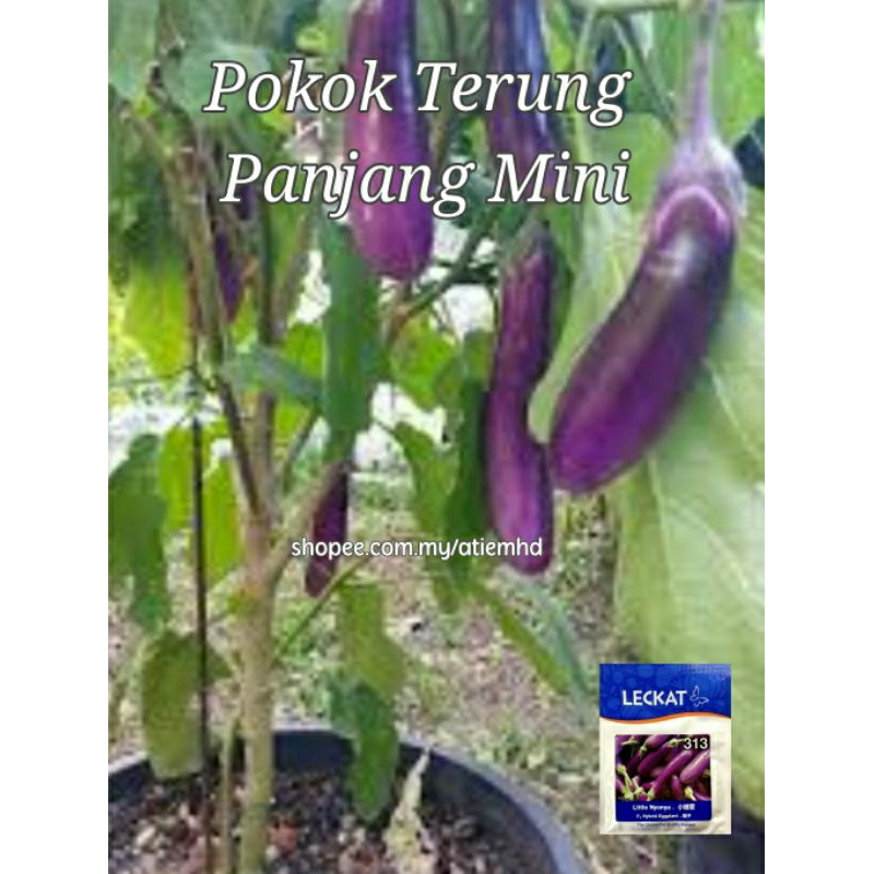 🔥🔥Terung Unggu Mini / Pendek - 10 biji benih/seeds | Shopee Malaysia