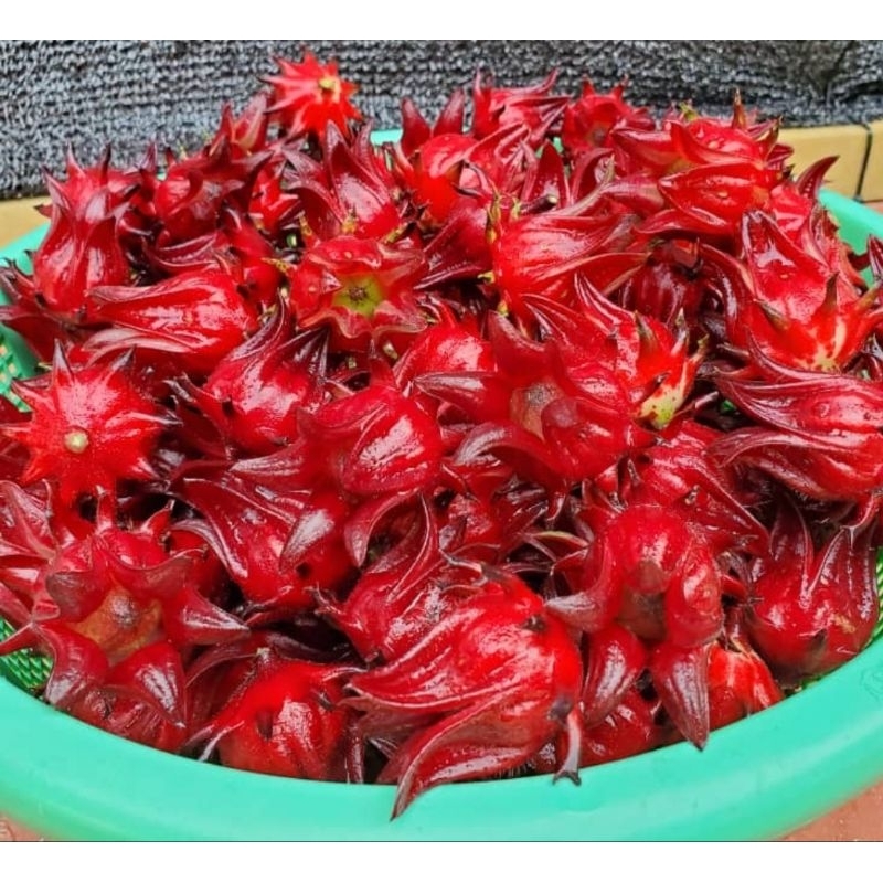 Buah bunga Roselle / Ribena kampung segar | Shopee Malaysia