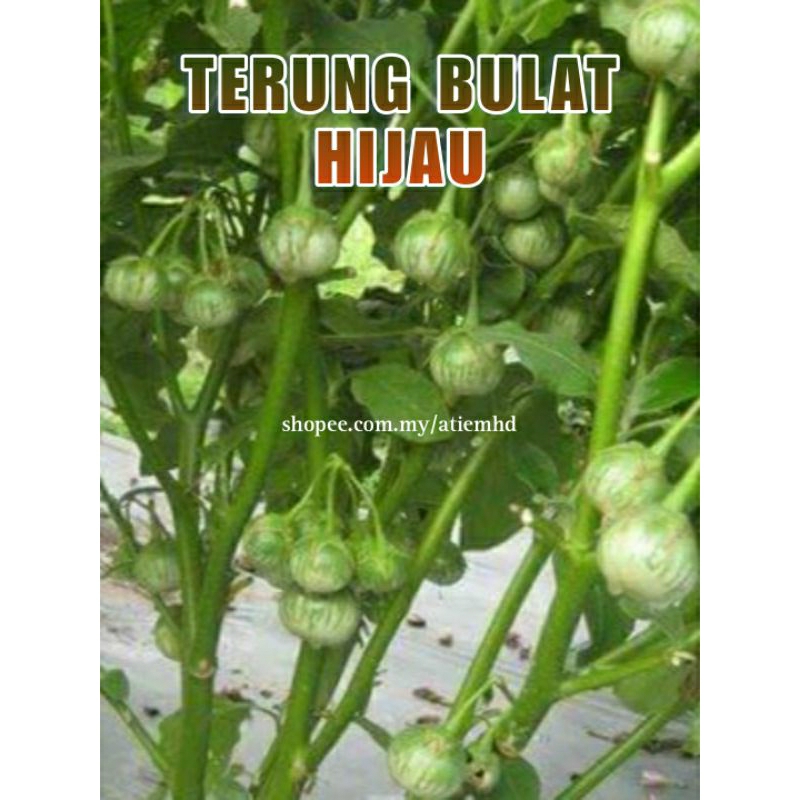 Terung Bulat Hijau /Terung Ulam/Terung Kecil**Biji benih 15 pcs ...