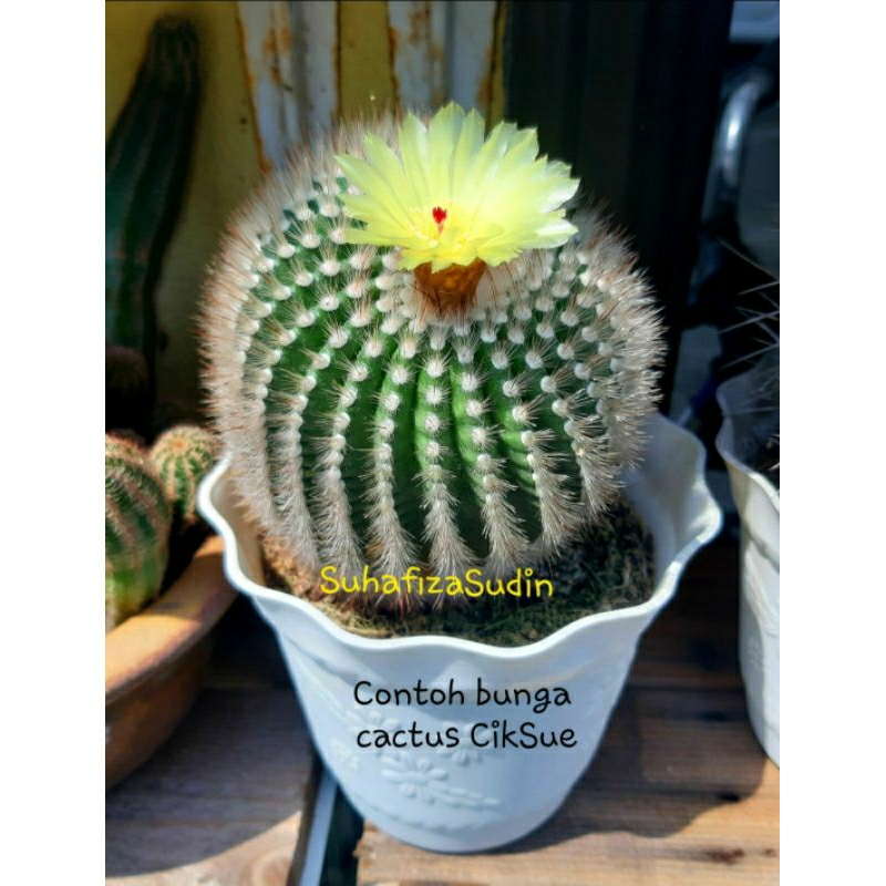 Cactus (Saiz Pot 8.5cm) | Shopee Malaysia