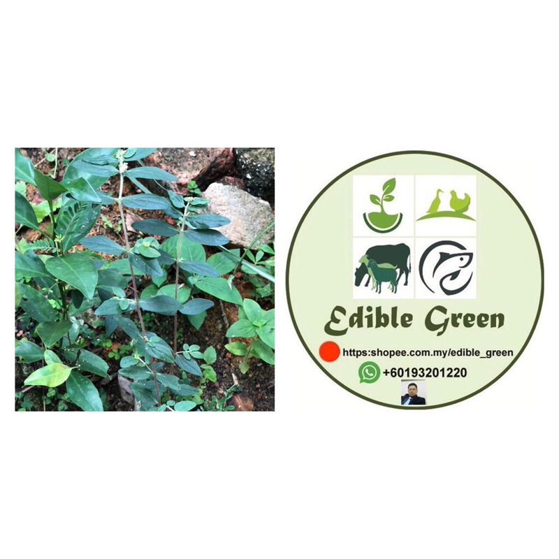 1 x Pokok Ara Tanah, Gelang Susu, Susu Nabi, Ambin Jantan, Keremek Susu ...