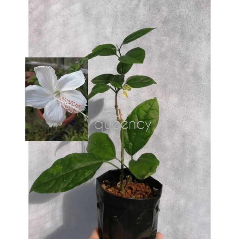 Anak Pokok Bunga Raya Putih | Shopee Malaysia