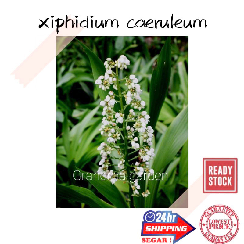 (GG real plant) xiphidium caeruleum ^ orkid tikus herbs cola de paloma ...