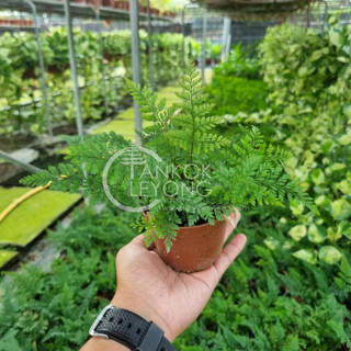 TKL - Davallia Bullata Squirrel's-Foot Fern/Rabbits Foot Fern Foxtail ...