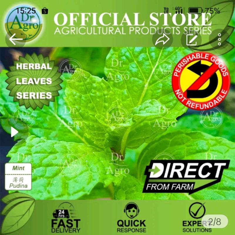 daun mint segar dari kebun(500g) | Shopee Malaysia