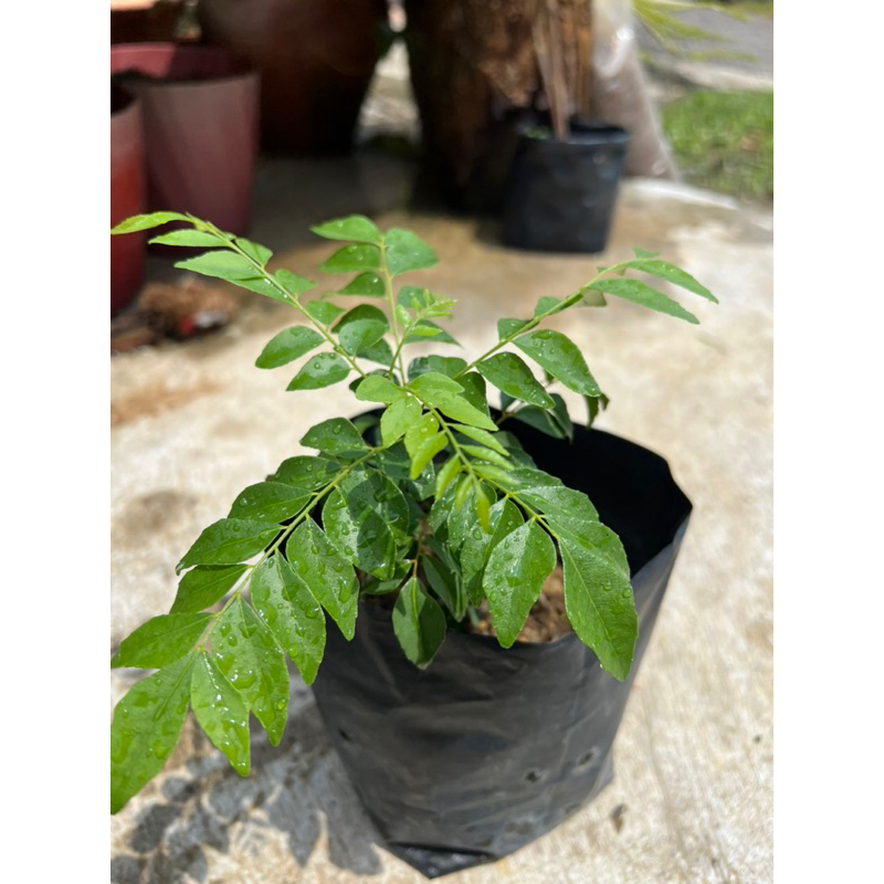 Pokok Kari Anak Pokok - Curry Leaf | Shopee Malaysia