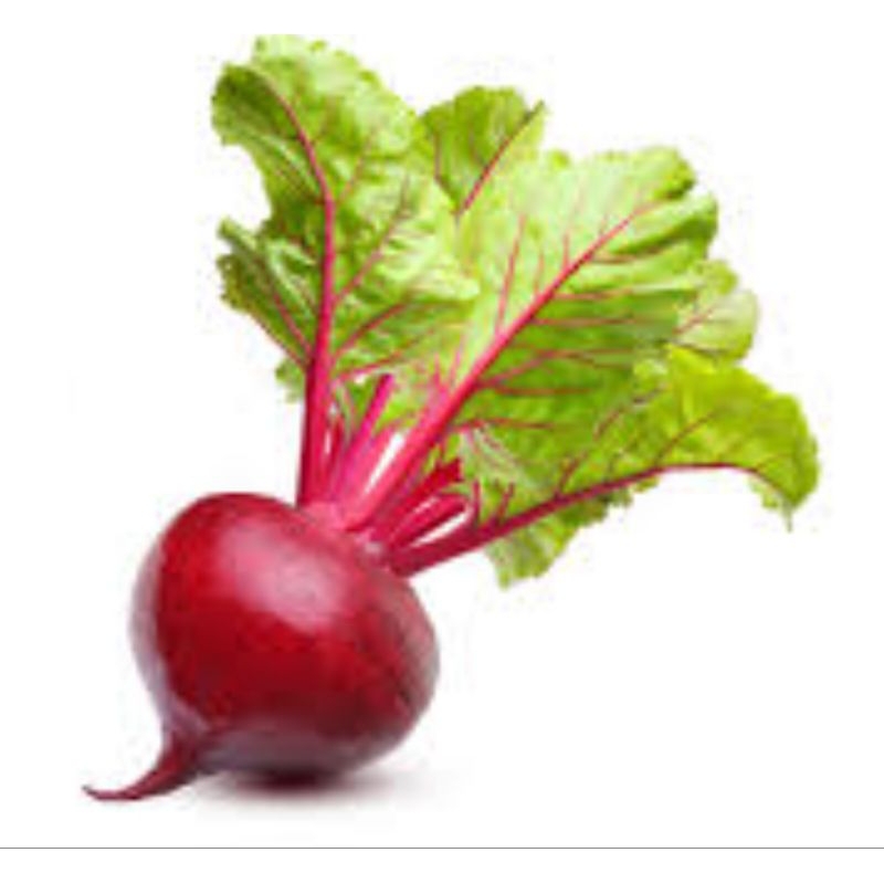 20++ biji benih RED/ BROWN BEETROOT BEET Ubi bit seeds | Shopee Malaysia