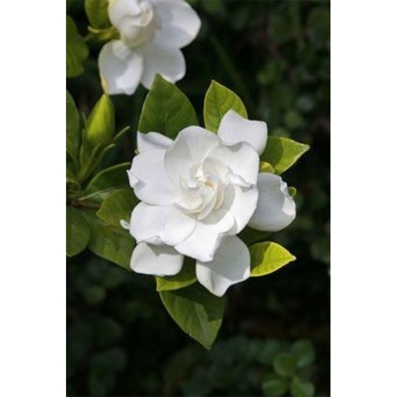 Bunga Cina Wangi ( Gardenia augusta ) | Shopee Malaysia