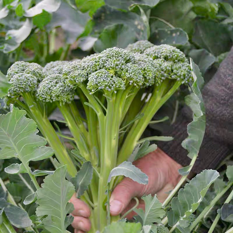 Broccolini Seed 30pcs / 西兰苔种子 | Shopee Malaysia