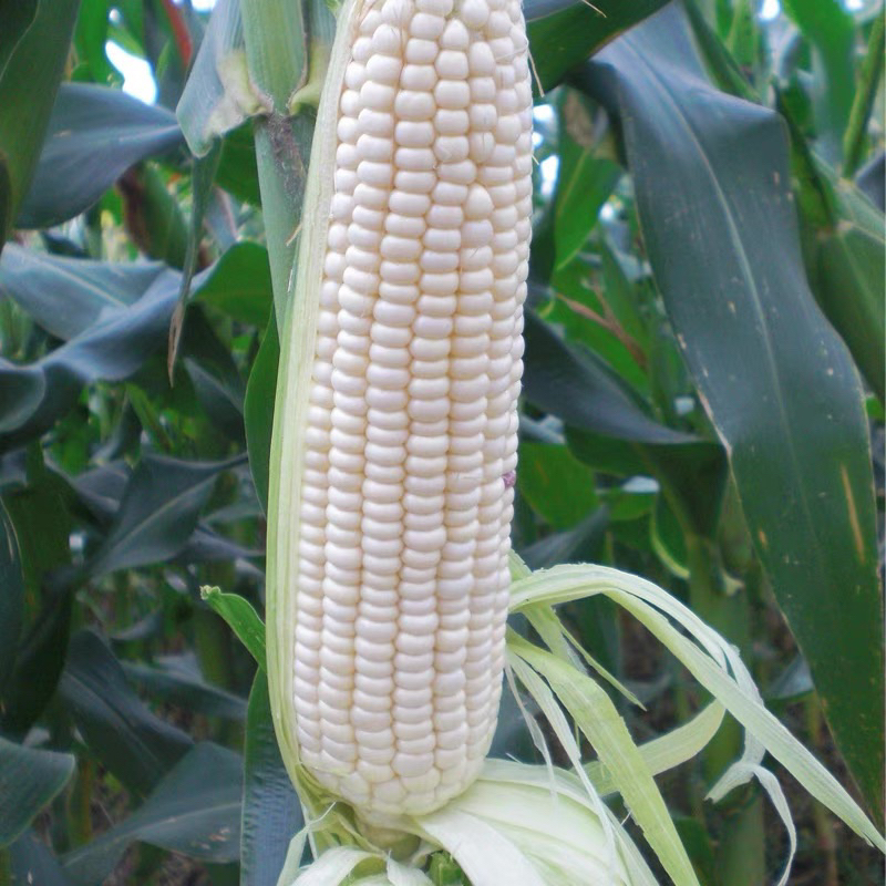 20 SEED - Cameron Highlands Sweet White Corn | Benih Jagung Susu Manis ...