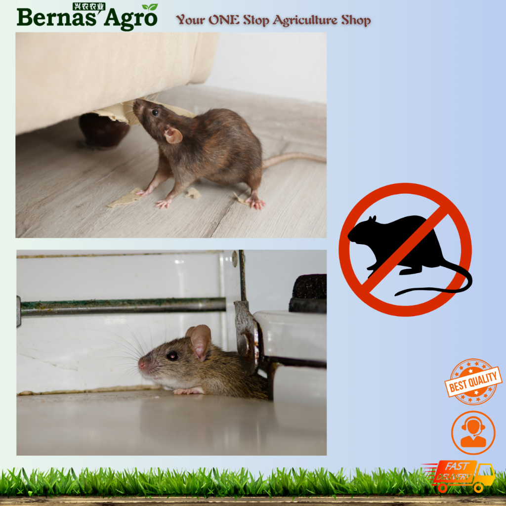 Behn Meyer bm Ratgone Umpan/Ubat Tikus warna biru/Mouse bait sama BASF ...