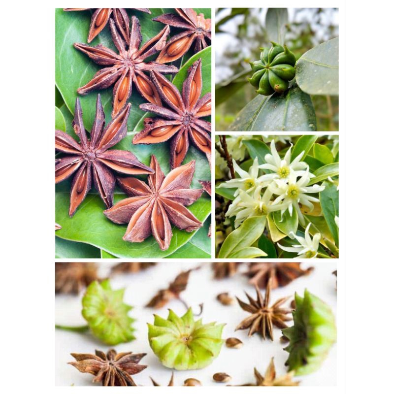 KKB Pokok Bunga Lawang, Star Anise tree, bat gok atau ba jiao (八角 ...