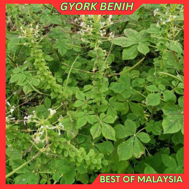 1200++ BIJI MAMAN HIJAU KAMPUNG / BENIH SAYUR MAMAN / RENDANG MAMAN ...