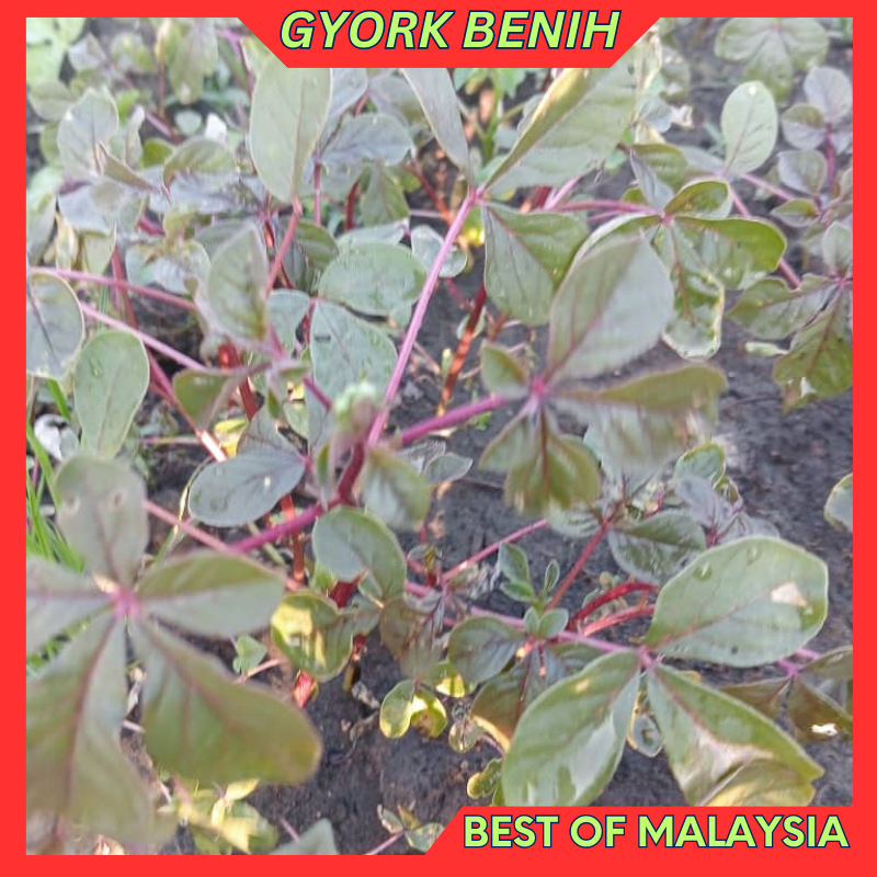BENIH MAMAN MERAH 100 / 200 BIJI | 1 GRAM RARE SEED LIMITED | Shopee ...