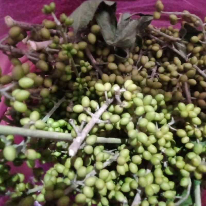 LADA PAHIT SEGAR FRESH DARI LADANG | Shopee Malaysia