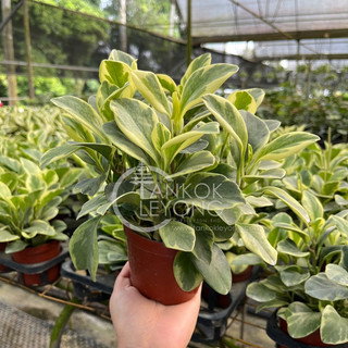 TKL - Peperomia Caperata Burgundy/Emerald/Green/Obtusifolia Variegated ...