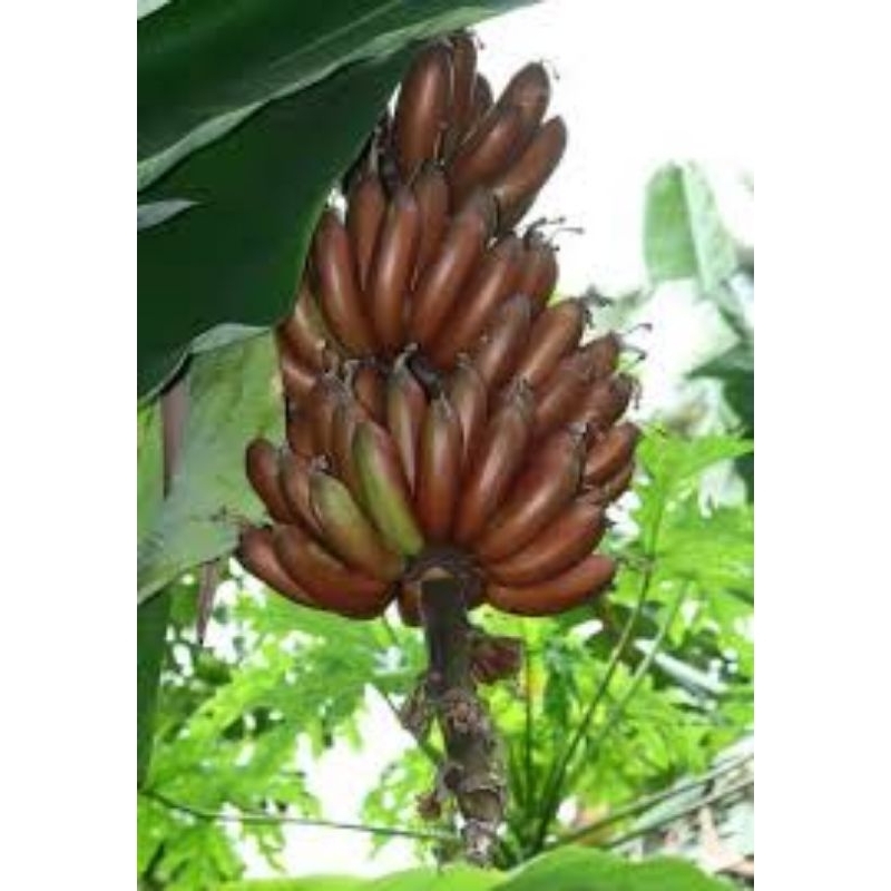 Anak Pokok Pisang Raja Udang | Shopee Malaysia