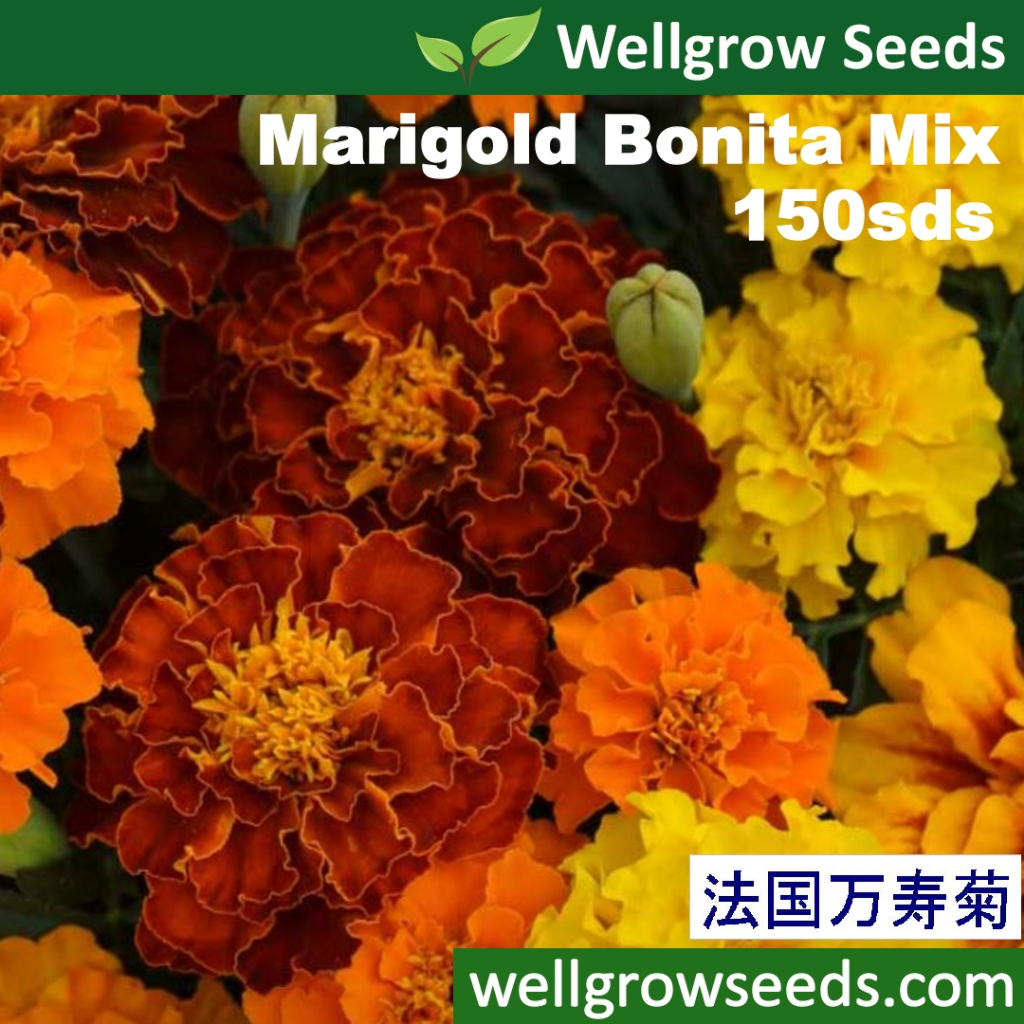 Marigold Bonita Mix (0.5gm, ≈150 sds) 万寿菊:美好系列 French Marigold Flower ...