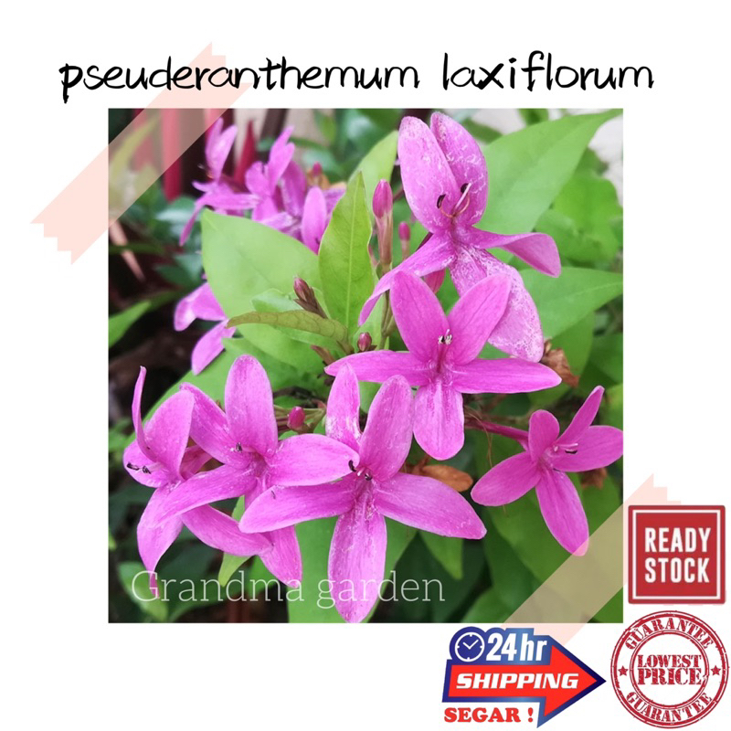 (GG real plant) pseuderanthemum laxiflorum^ purple pokok bunga hidup ...