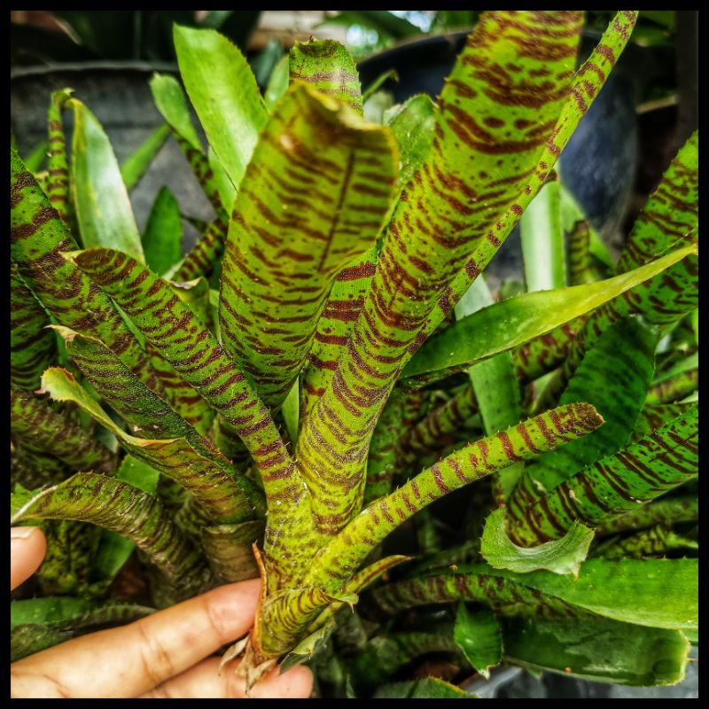 Bromeliad Neoregelia Zonata Tiger (Miniature Bromeliad) | Shopee Malaysia