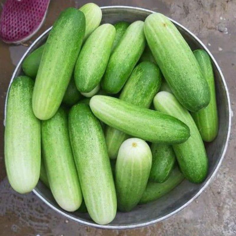 20 Biji BENIH TIMUN BABY BENIH THAILAND | Shopee Malaysia