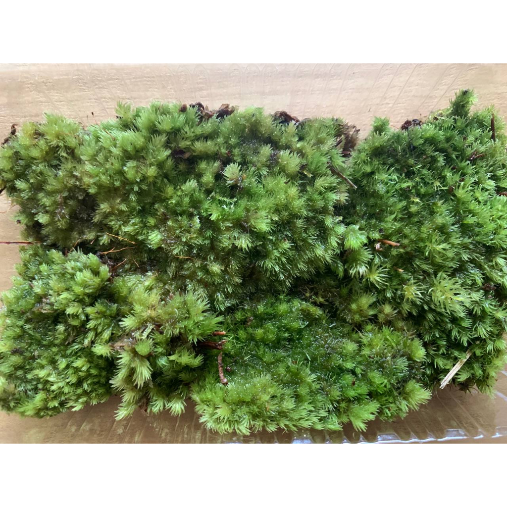 Forest Moss Lumut Hutan Paludarium Terrarium Vivarium Terrestrial Moss ...