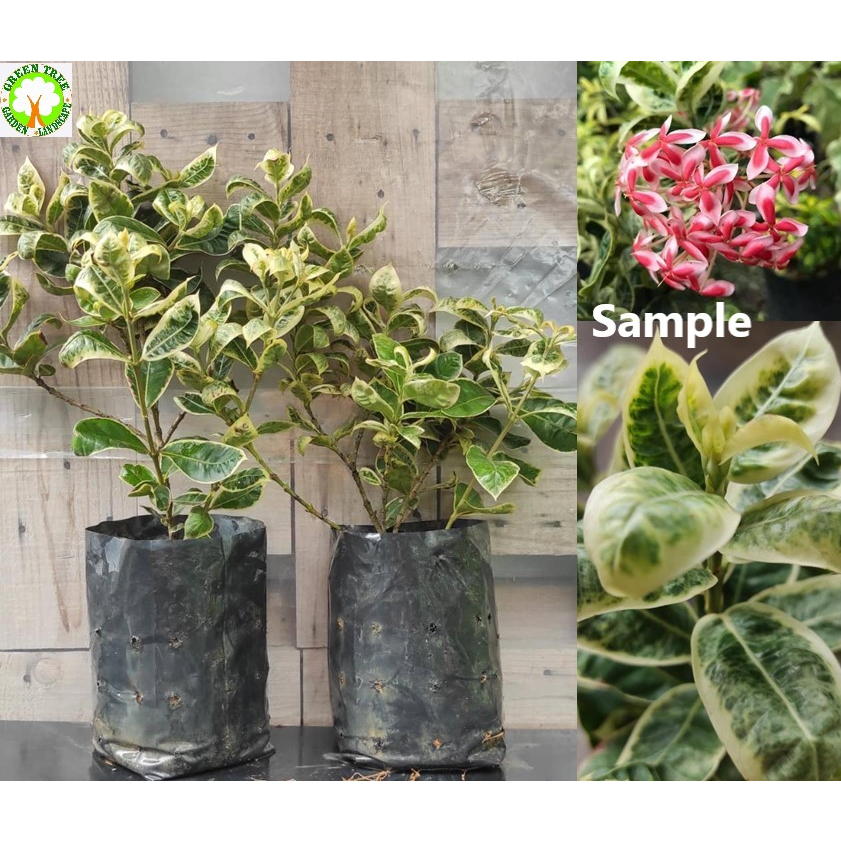 Live Plant - Bunga Ixora Variegated 仙丹花 for HOME/OFFICE decoration ...