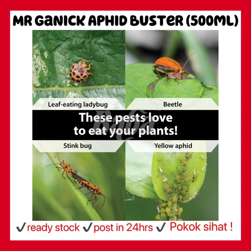 RINA • Mr Ganick Aphid Buster (500ml) Organic insecticide that acts on ...
