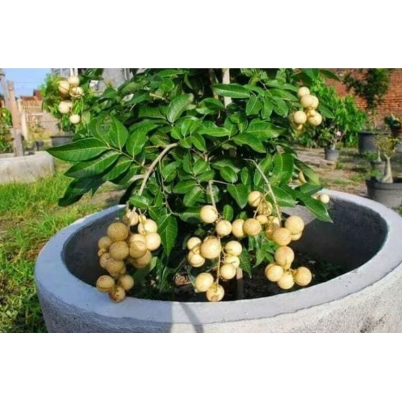 Pokok Longan Lada Hitam Sudah Berbunga@ BerBuah | Shopee Malaysia