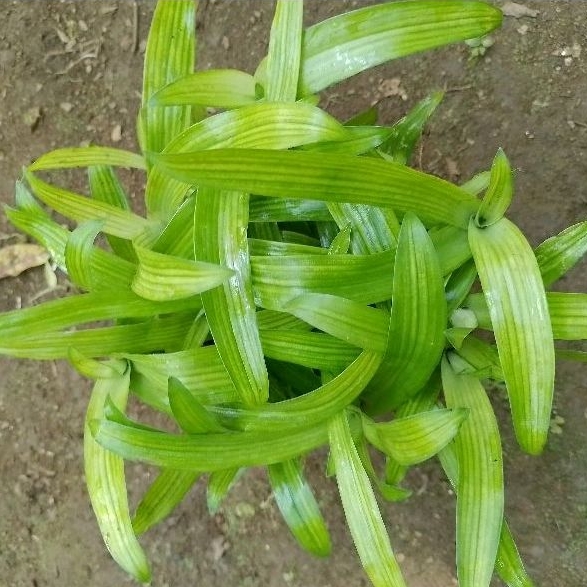 Rumput Siti Khadijah/Rumput Beijing ( Byk Anak) | Shopee Malaysia