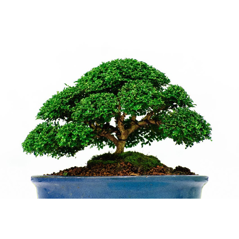 Pokok Bonsai Murraya microphylla (live plant), Bonsai Muraya thai murah ...